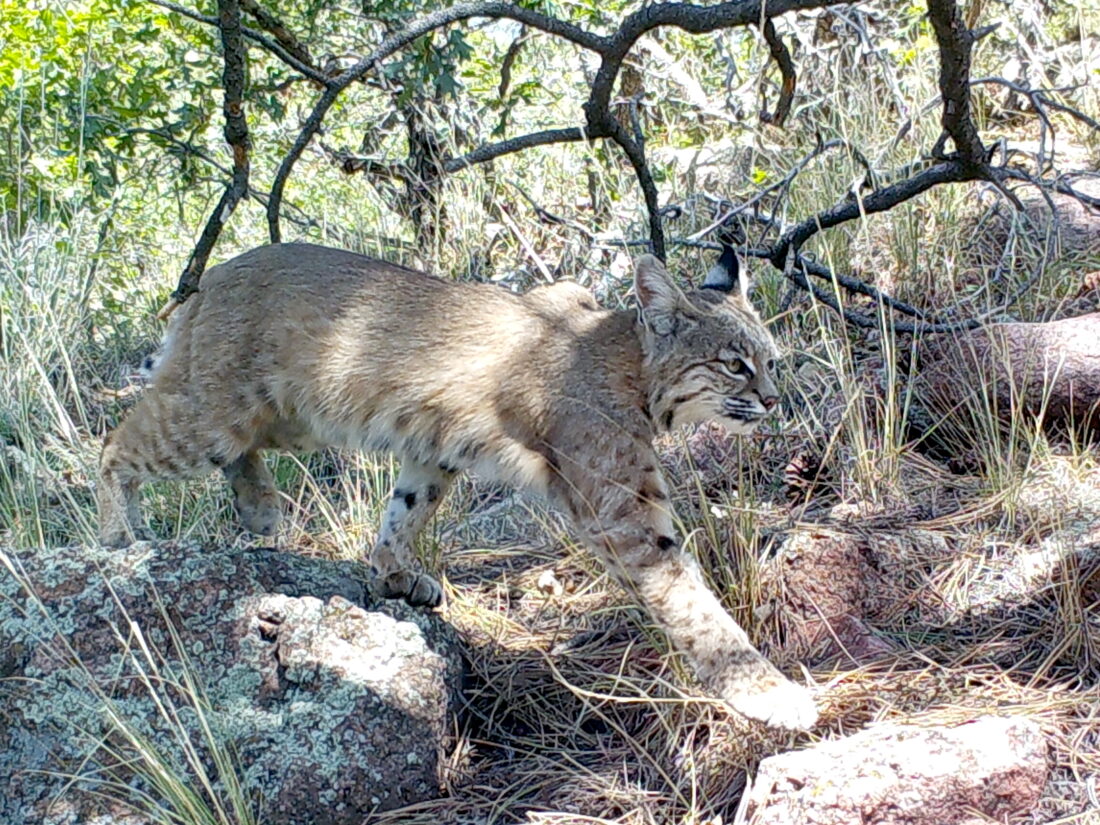 Bobcat behavior | News, Sports, Jobs - The Mining Journal